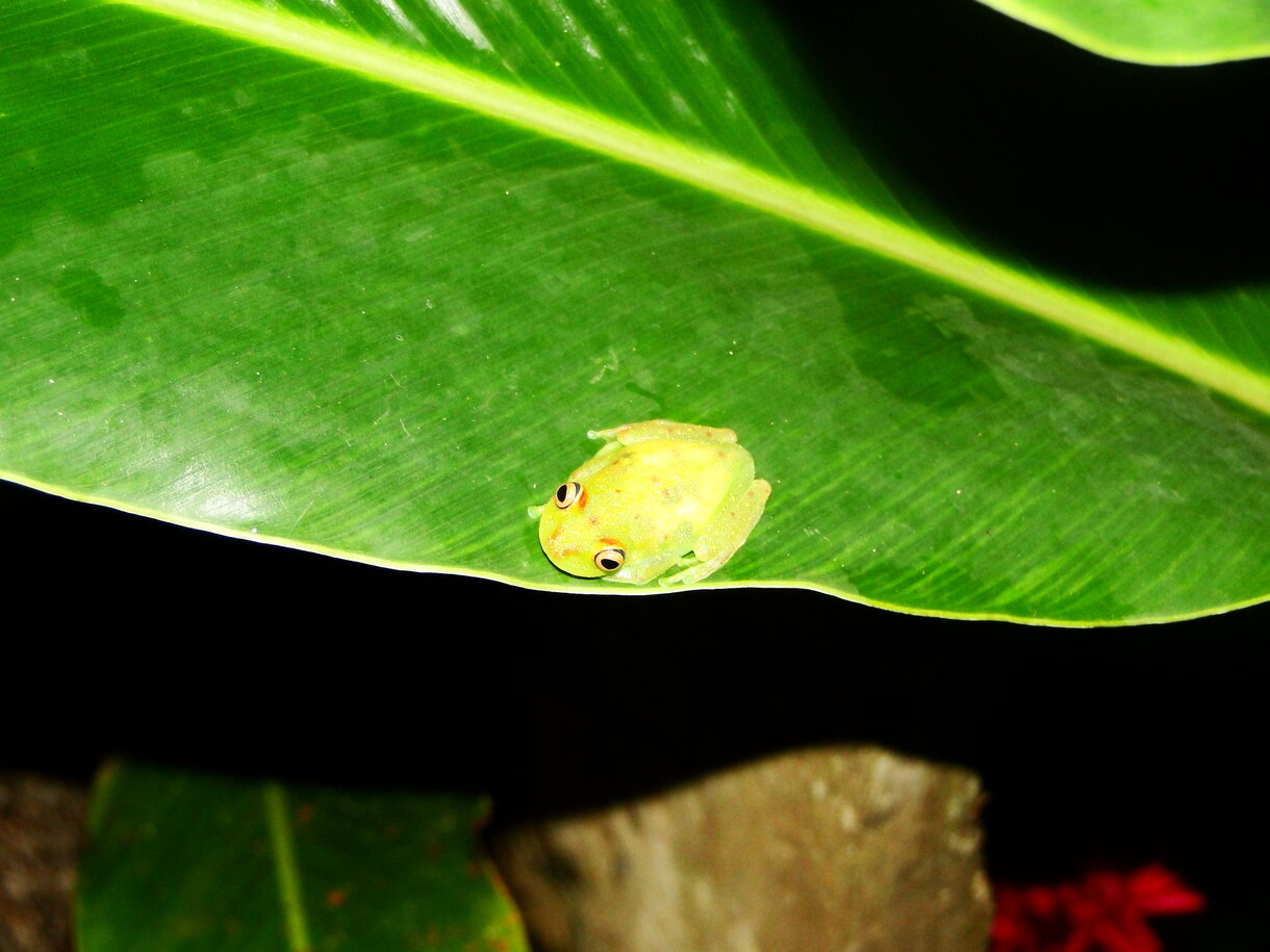 Ecuador - Jungle - Hiking around the world - Orb Hike